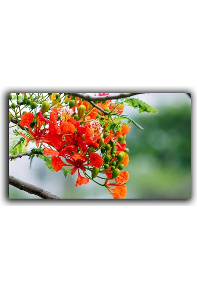 Arazomi Ateş Ağaçı Dekoratif Cam Tablo 30 x 45 cm