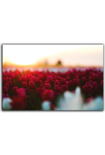 Arazomi Gün Batımı Kırmızı Gül Dekoratif Cam Tablo 30 x 45 cm