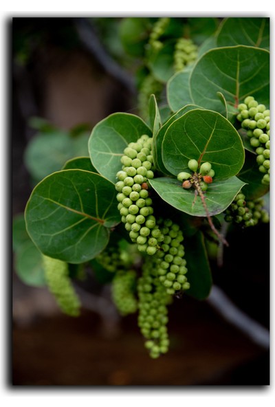 Arazomi Deniz Üzümü Baygrap Dekoratif Cam Tablo 30 x 45 cm