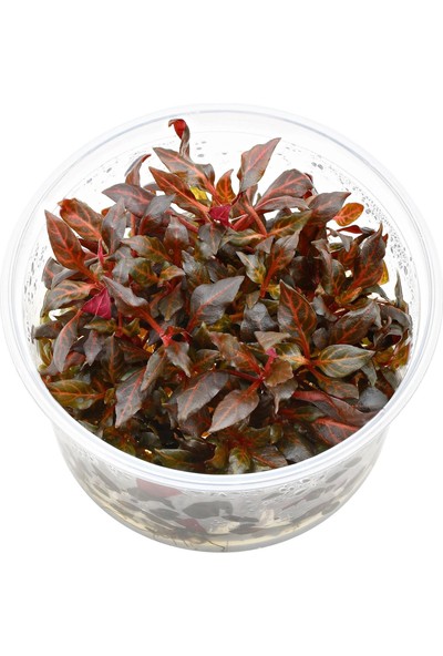 Adalab Alternanthera Reineckii Rosanervig In Vitro Adalab Alternanthera Reineckii Rosanervig In Vitro