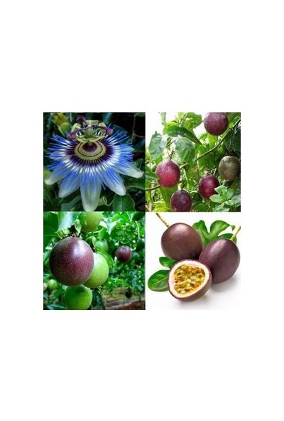 Köy Tohumları 5 Adet Tohum Ithal Passiflora Meyvesi Tohumu Çarkı Felek Saat Çiçeği Tohumu Köy Tohumları 5 Adet Tohum Ithal Passiflora Meyvesi Tohumu Çarkı Felek Saat Çiçeği Tohumu