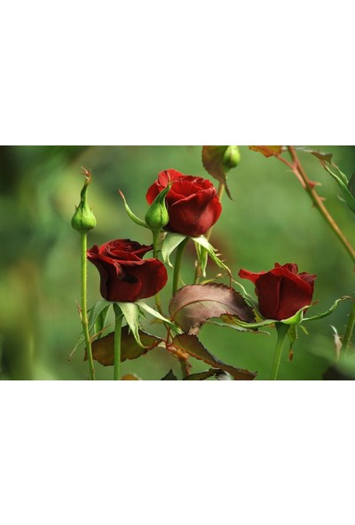 Ucuzluk Diyarı Açık Kök Gül Fidanı ( Borda Renk ) Kokulu Ucuzluk Diyarı Açık Kök Gül Fidanı ( Borda Renk ) Kokulu