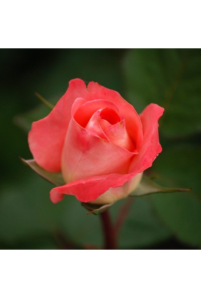 Ucuzluk Diyarı Açık Kök Gül Fidanı ( 3 Renk Değiştiren ) Kokulu