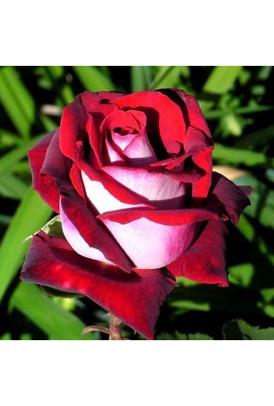 Ucuzluk Diyarı Açık Kök Gül Fidanı ( Türkiye Renk ) Kokulu