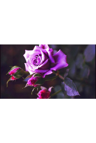 Ucuzluk Diyarı Açık Kök Gül Fidanı ( Gül Kurusu Renk ) Kokulu