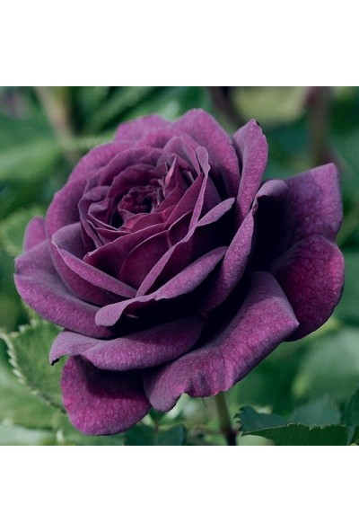 Ucuzluk Diyarı Açık Kök Gül Fidanı ( Mor Renk ) Kokulu