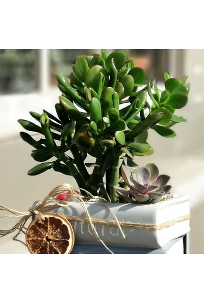 Ucuzluk Diyarı Para Ağacı ( Bereket Çiçeği ) Sukulent 20 30 cm Boy