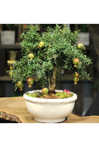 Ucuzluk Diyarı Deve Dişi Nar Fidanı Bodur 20 30 cm Saksılı