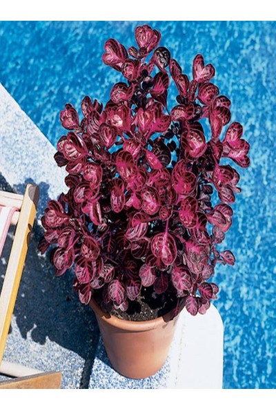 Moda Botanik Çingene Şalvarı(Iresine Herbstii) 5 Adet Süs Bitkisi 1.kalite Moda Botanik Çingene Şalvarı(Iresine Herbstii) 5 Adet Süs Bitkisi 1.kalite