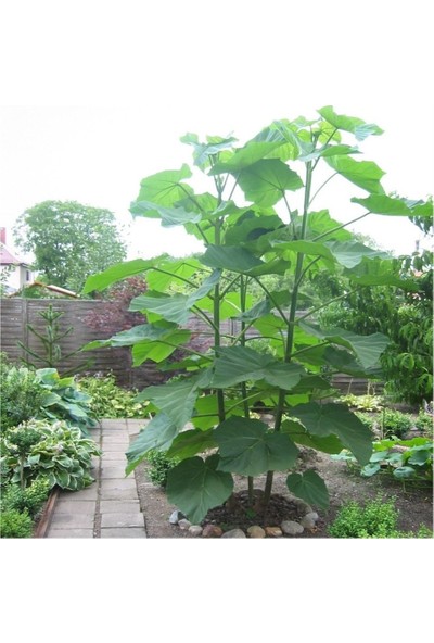 Akcaalan Tüplü Mor Çiçekli Yoğun Kokulu Paulownia FIDANI(10-30CM)