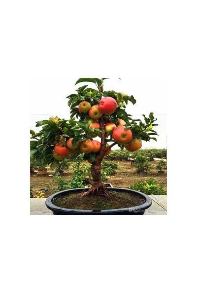 Köy Tohumları 5 Adet Tohum Amasya Elma Tohumu Tatlı Elma Saksı Toprak Köy Tohumları 5 Adet Tohum Amasya Elma Tohumu Tatlı Elma Saksı Toprak