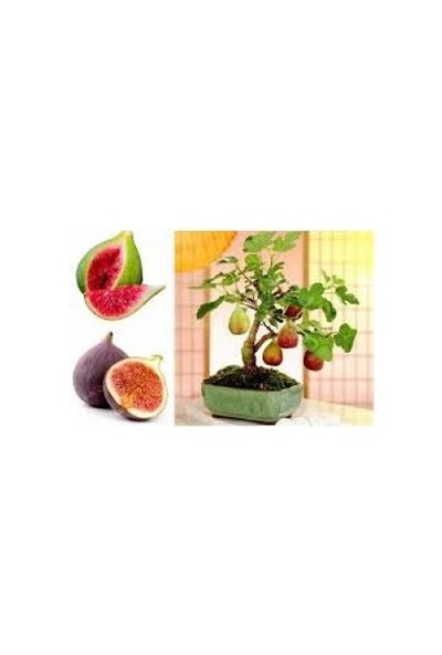 Köy Tohumları 20 Adet Tohum Siyah Incir Tohumu Yemiş Incir Bal Incir Bonsai Ağaç Saksı Toprak Köy Tohumları 20 Adet Tohum Siyah Incir Tohumu Yemiş Incir Bal Incir Bonsai Ağaç Saksı Toprak