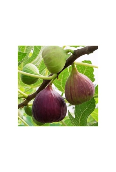 Köy Tohumları 30 Adet Tohum Siyah Incir Tohumu Yemiş Incir Bal Incir Tohumu Sürpriz Hediye Tohum Köy Tohumları 30 Adet Tohum Siyah Incir Tohumu Yemiş Incir Bal Incir Tohumu Sürpriz Hediye Tohum