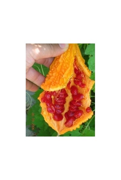 Köy Tohumları 10 Adet Tohum Eko Paket Kudret Narı Tohumu Cennet Meyvesi Tohumu Saksı Toprak Sürpriz Hediye Tohum Köy Tohumları 10 Adet Tohum Eko Paket Kudret Narı Tohumu Cennet Meyvesi Tohumu Saksı Toprak Sürpriz Hediye Tohum