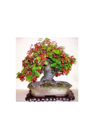 Köy Tohumları 5 Adet Tohum Bodur Kiraz Ağacı Bonzai Tohumu Saksı Toprak Sürpriz Hediye Tohum Köy Tohumları 5 Adet Tohum Bodur Kiraz Ağacı Bonzai Tohumu Saksı Toprak Sürpriz Hediye Tohum