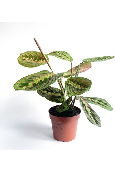 Rüzgar Botanik Maranta Dua Çiçeği 20-40 cm Saksılı Rüzgar Botanik Maranta Dua Çiçeği 20-40 cm Saksılı