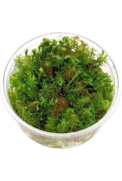 Canlı Akvaryum Bitkileri Rotala Wallichii in Vitro Canlı Akvaryum Bitkileri Rotala Wallichii in Vitro