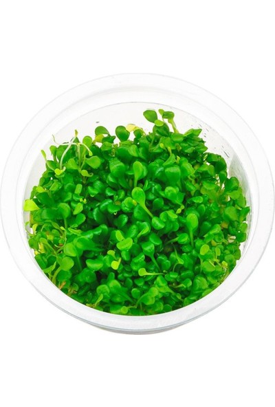 Canlı Akvaryum Bitkileri Glossostigma Elatinoides in Vitro Canlı Akvaryum Bitkileri Glossostigma Elatinoides in Vitro