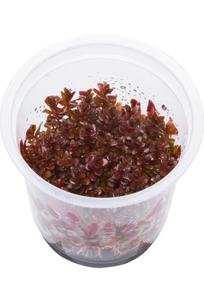 Canlı Akvaryum Bitkileri Rotala H'ra in Vitro Canlı Akvaryum Bitkileri Rotala H'ra in Vitro