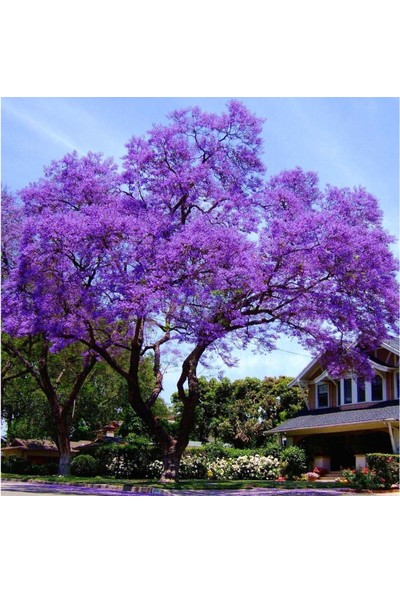 Akcaalan Paulownia Fidanı