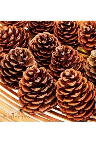 Atölyem AVM Yılbaşı Çam Kozalak 6 Lı Büyük Boy Süs Vernikli Doğal Renk