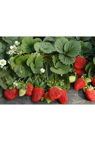 Ada Tarım 30 Adet Soğuğa Dayanıklı Açık Kök Frigo Tz.yediveren Çilek Fidesi Fidanı Ada Tarım 30 Adet Soğuğa Dayanıklı Açık Kök Frigo Tz.yediveren Çilek Fidesi Fidanı