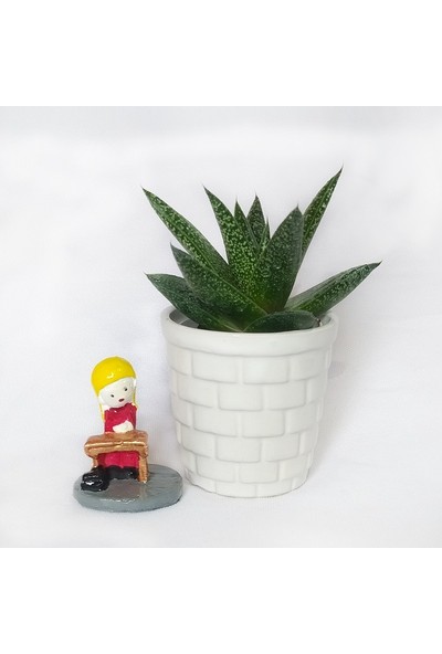 Flowerybox Öğretmenler Günü Özel Beyaz Saksıda Sukulent