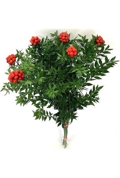 Flowerybox Yılbaşı Çiçeği Canlı Kokina Şans Buketi