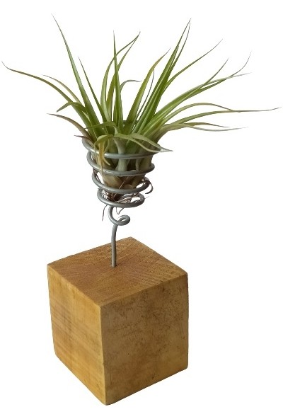 Flowerybox Ahşap Saksıda Tillandsia Recurvifolia