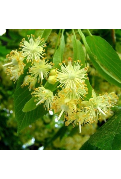 Ases 3 Yaş Kalın Gövdeli Ihlamur Ağacı Fidanı 130-150 cm