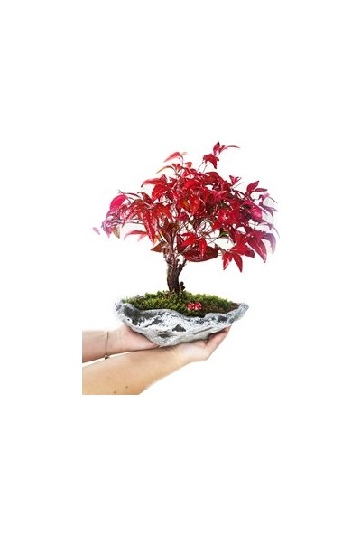 Hasal Flower - Cennet Kuşu Nandina Domestica Bonsai & Gri Roda Beton Saksıda Hediyelik Canlı Çiçek Hasal Flower - Cennet Kuşu Nandina Domestica Bonsai & Gri Roda Beton Saksıda Hediyelik Canlı Çiçek