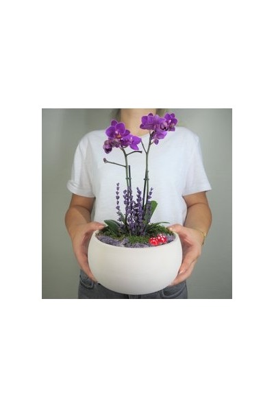 Hasal Flower - Çift Dal Mini Mor Orkide & Beyaz Capo Beton Saksıda Hediyelik Canlı Çiçek Hasal Flower - Çift Dal Mini Mor Orkide & Beyaz Capo Beton Saksıda Hediyelik Canlı Çiçek