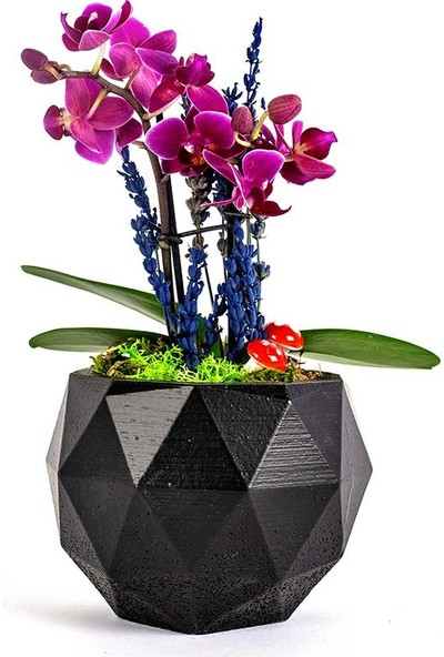 Hasal Flower - Çift Dal Mini Mor Orkide & Lavanta & Siyah Geometrik Beton Saksıda Hediyelik Canlı Çiçek Hasal Flower - Çift Dal Mini Mor Orkide & Lavanta & Siyah Geometrik Beton Saksıda Hediyelik Canlı Çiçek