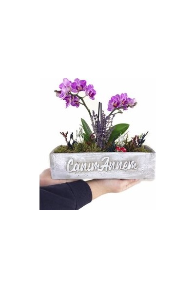 Hasal Flower - Çift Dal Mini Mor Orkide & Kokulu Lavanta & Gri Canım Annem Beton Saksıda Hediyelik Canlı Çiçek Hasal Flower - Çift Dal Mini Mor Orkide & Kokulu Lavanta & Gri Canım Annem Beton Saksıda Hediyelik Canlı Çiçek