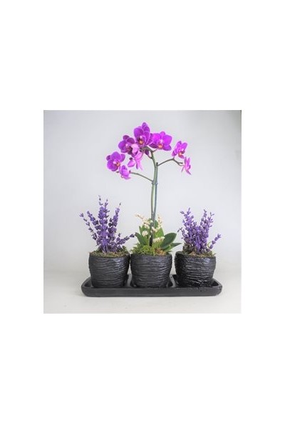 Hasal Flower - Çift Dal Mini Mor Orkide & Kokulu Lavanta & Siyah Trio Curve Beton Saksıda Hediyelik Canlı Çiçek Hasal Flower - Çift Dal Mini Mor Orkide & Kokulu Lavanta & Siyah Trio Curve Beton Saksıda Hediyelik Canlı Çiçek