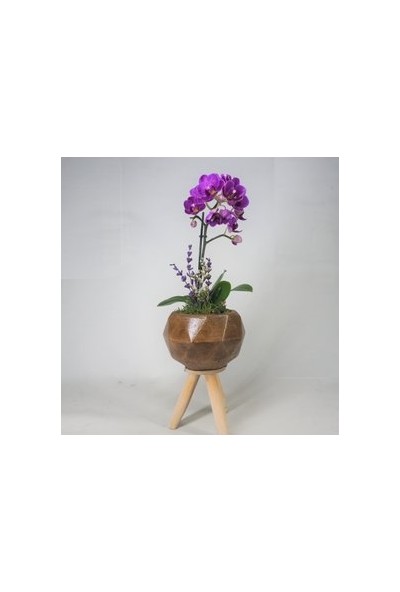 Hasal Flower - Çift Dal Mini Mor Orkide & Odunsu Remz Ayaklı Beton Saksıda Hediyelik Canlı Çiçek Hasal Flower - Çift Dal Mini Mor Orkide & Odunsu Remz Ayaklı Beton Saksıda Hediyelik Canlı Çiçek