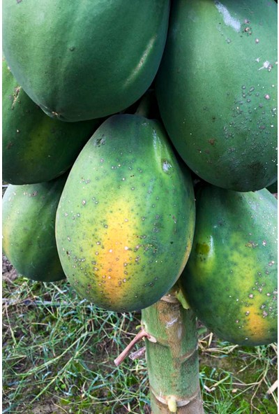Dost Tropik Yerli Papaya Meyvesi