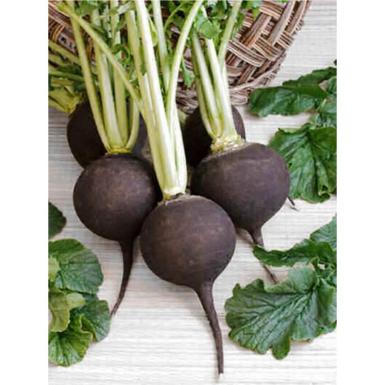 Agrodal Tarım Siyah Turp Akın 100 Adet Tohum Fiyatı