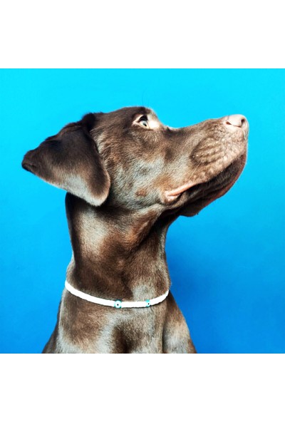 Enpatili Köpek Tasması Köpek Kolyesi Büyük Irk Nazar Boncuklu