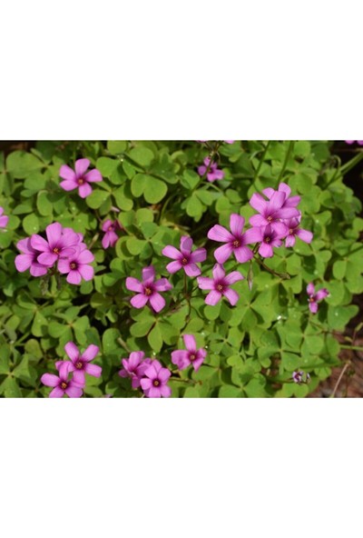 Şifa Gıda Süs Yoncası Soğanı 10'lu