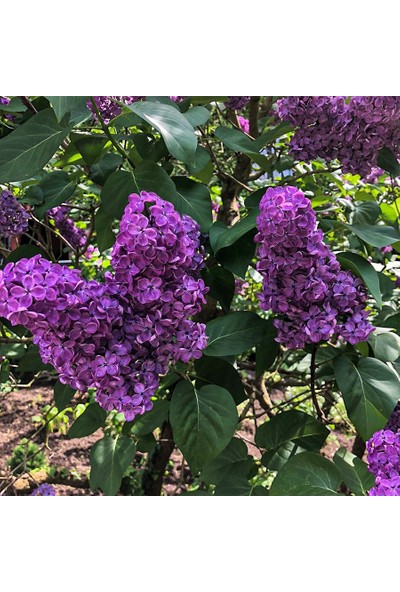 Floramut - Tüplü Mor Leylak Fidanı (60-80CM) Floramut - Tüplü Mor Leylak Fidanı (60-80CM)