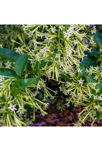 Floramut - Saksıda Yoğun Kokulu Akşam Sefası (Melisa) Fidanı