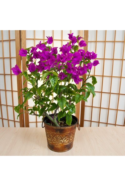 Floramut - Saksıda Sarılıcı Mor Begonvil Fidanı Floramut - Saksıda Sarılıcı Mor Begonvil Fidanı