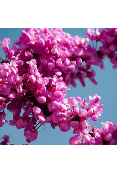 Floramut - Tüplü Erguvan Ağacı Fidanı Floramut - Tüplü Erguvan Ağacı Fidanı