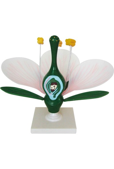 Edulab Çiçek Kesiti Modeli