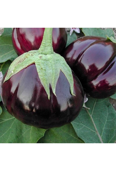 Floramut Topak Topan Patlıcan Fidesi-5 Adet Floramut Topak Topan Patlıcan Fidesi-5 Adet