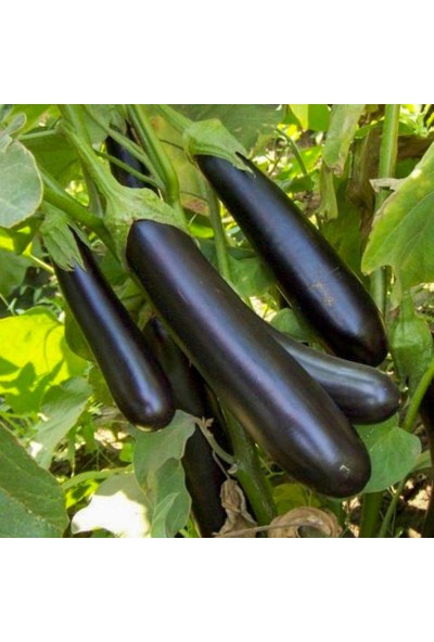 Floramut Yöresel Kemer Patlıcan Fidesi-5 Adet Floramut Yöresel Kemer Patlıcan Fidesi-5 Adet