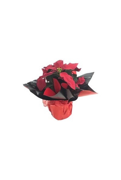 Hasal Flower - Atatürk Çiçeği Ponsetya Poinsettia & Kırmızı Siyah Sarım Saksıda Hediyelik Canlı Çiçek Hasal Flower - Atatürk Çiçeği Ponsetya Poinsettia & Kırmızı Siyah Sarım Saksıda Hediyelik Canlı Çiçek