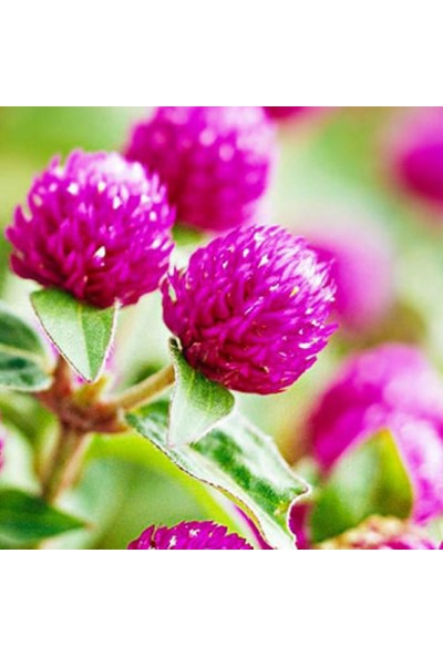 Arzuman Hanım Düğmesi Tohumu Yerli Gomphrena Globosa 20 Adet