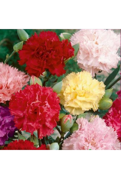Arzuman Karanfil Tohumu Yerli Dianthus Caryophyllus 100 Adet